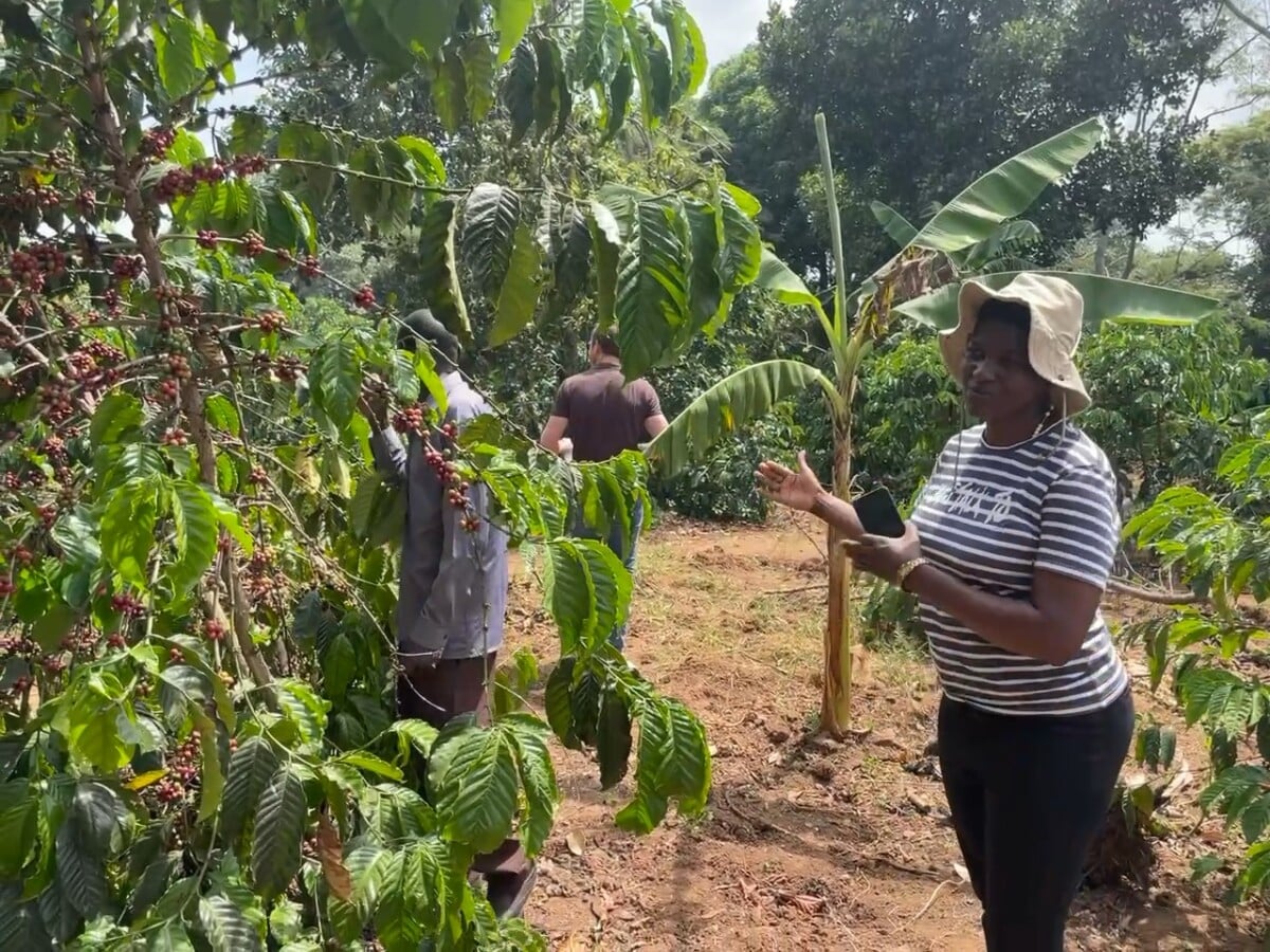 Robusta koffie plantage bezoek in Uganda - Pure Africa