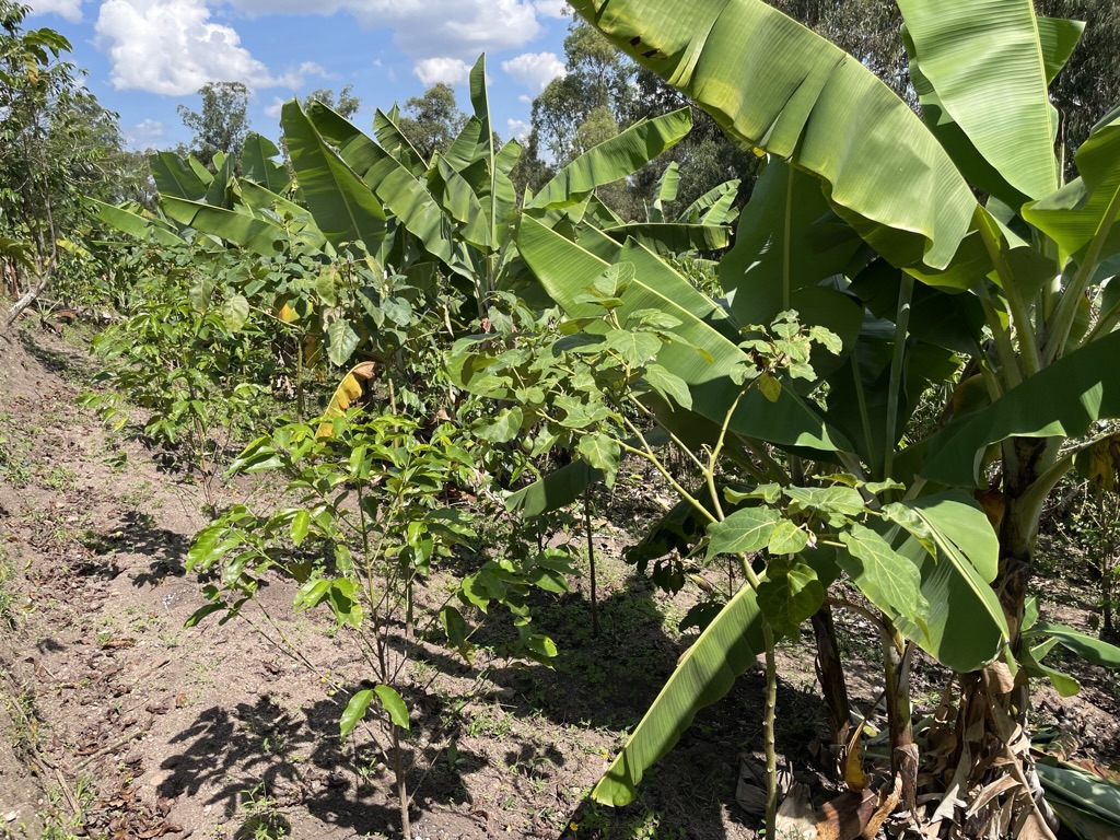 Story about micocredits - Jackson Twagirimana - Pure Africa